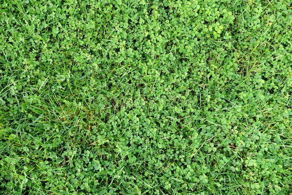 Grass with clover texture stock image. Image of luck - 35622739