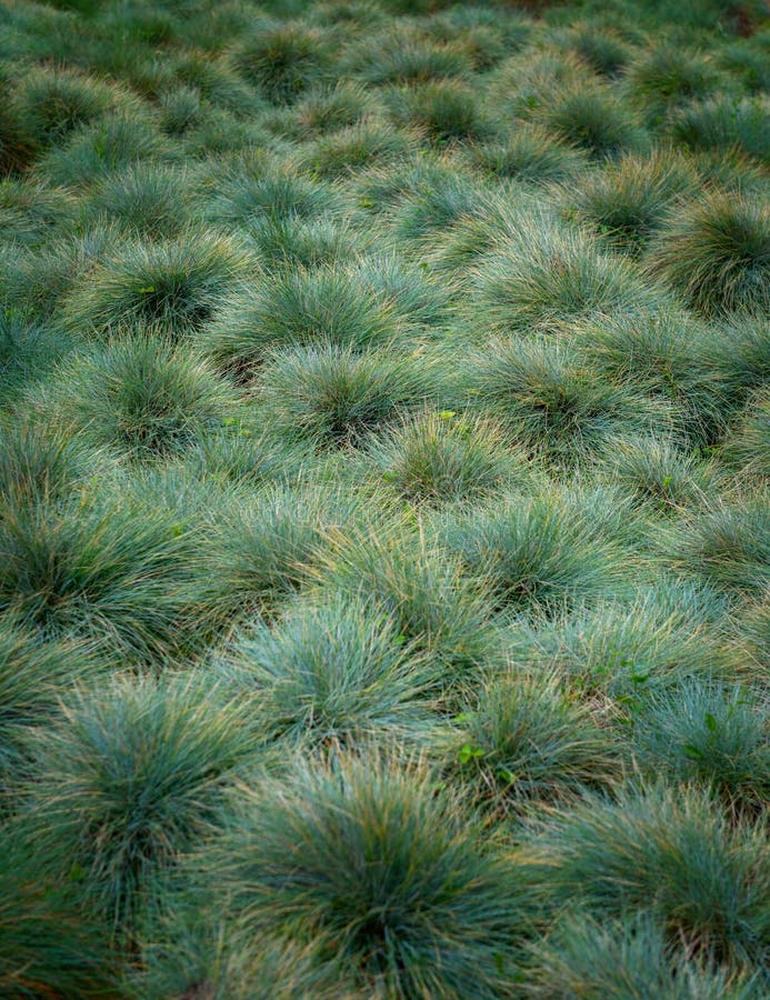 Grass clumps stock photo. Image of wind, natural, reeds - 144880756