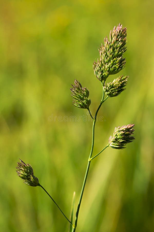 Grass stock photo. Image of environment, condensation - 47433312