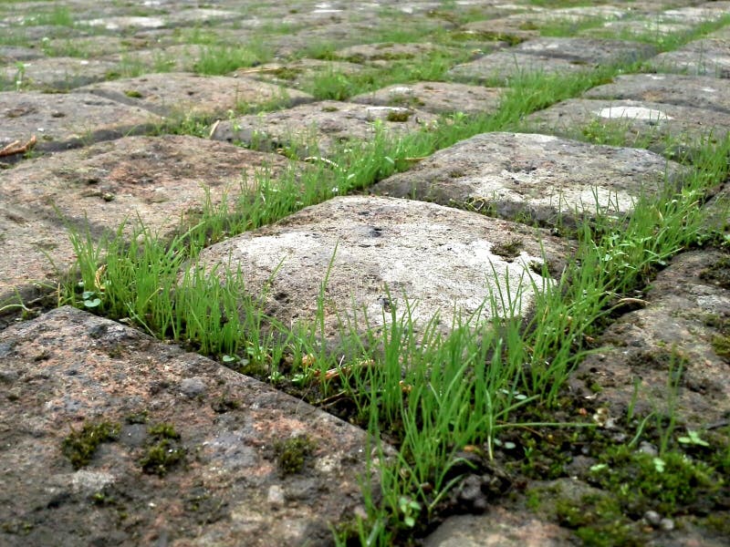 Grass between Cobbles - Diagonal Stock Photo - Image of squares, green ...