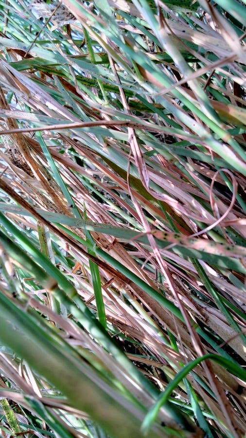 The Grass of the Combination of Dry and Green Color Stock Photo - Image ...
