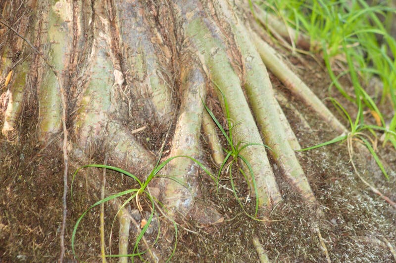 Grass Coming Out of the Roots of a Tree Closeup with Selective Focus on ...