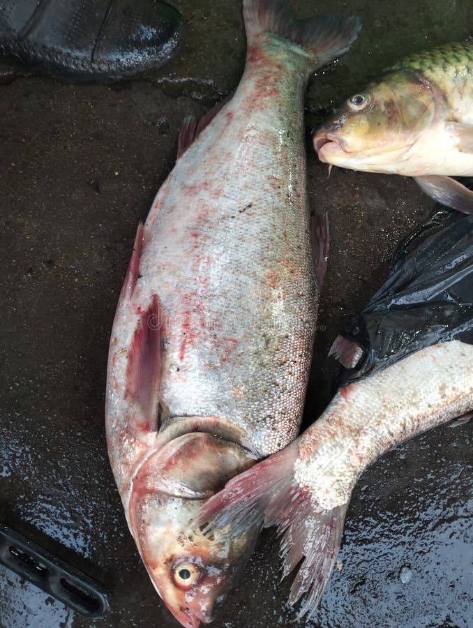 Grass Corp the Unique Fish of Odisha Stock Image - Image of grass ...