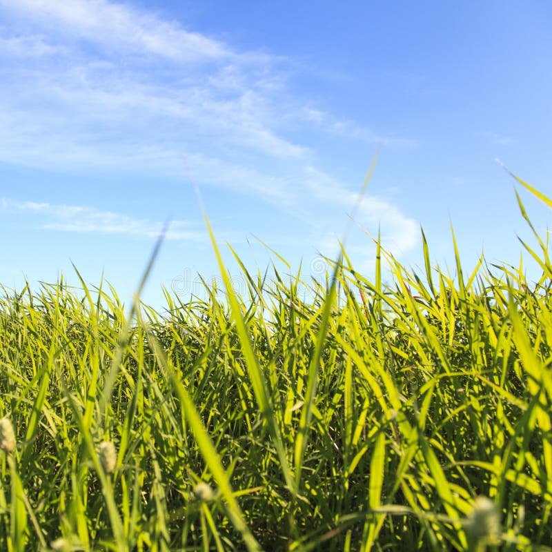 Grass in the countryside stock image. Image of beautiful - 35916709