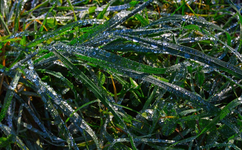 The Grass is Covered with Dew Stock Image - Image of morning, outdoors ...