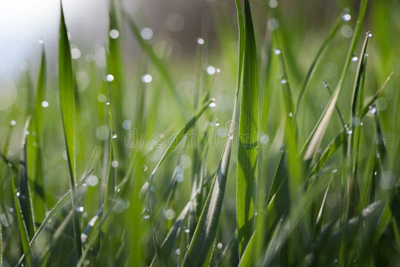 Grass covered with dew stock photo. Image of environment - 53496130