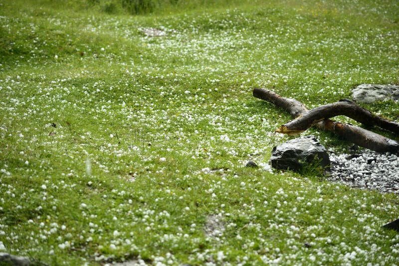 Grass Covered in Ice Balls after Hail Storm Stock Image - Image of ...