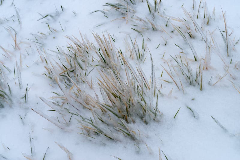 Grass encapsulated in ice stock image. Image of freeze - 123129505