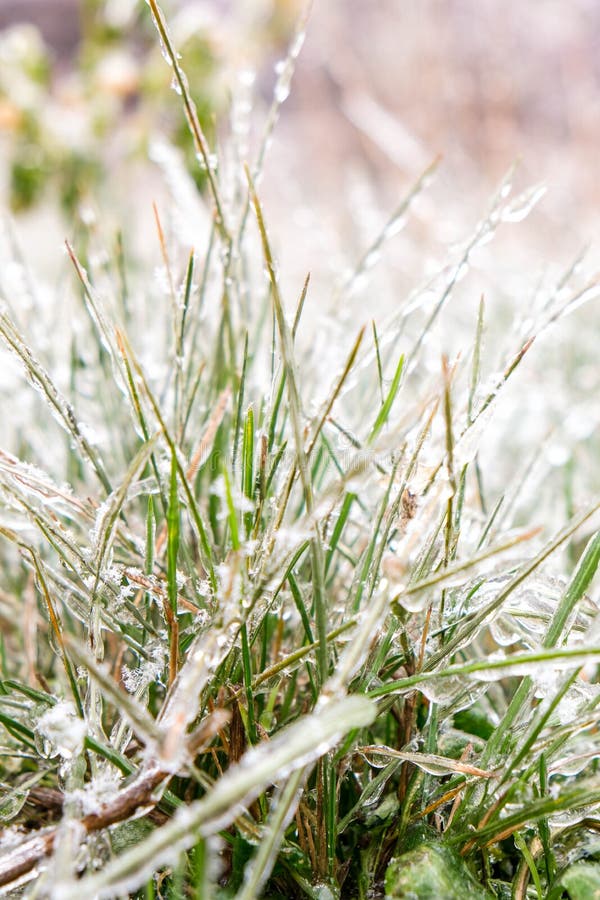 Grass Covered with Ice after a Freezing Rain. Vertical Photo Stock ...