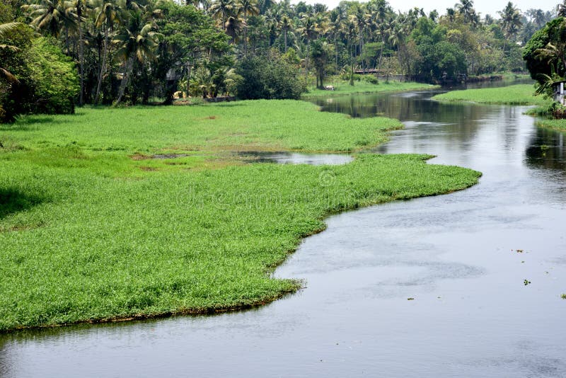 Grass covered on the river stock image. Image of flow - 95759541