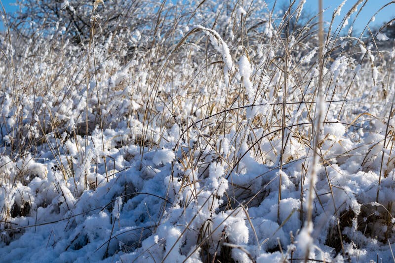 Grass Covered with Snow and Frost, Macro Photo Stock Image - Image of ...