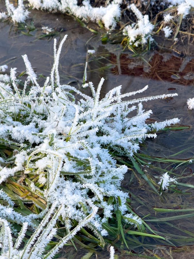 Grass Covered with Snowflakes on a Pond Close-up Stock Photo - Image of ...