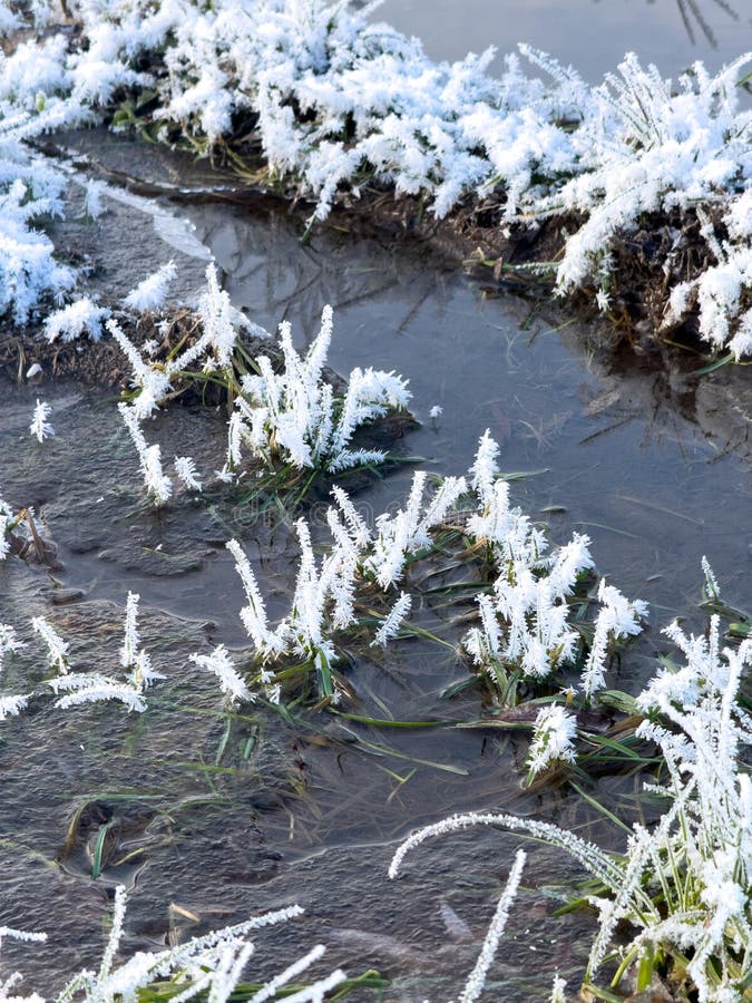 Grass Covered with Snowflakes on a Pond Close-up Stock Photo - Image of ...