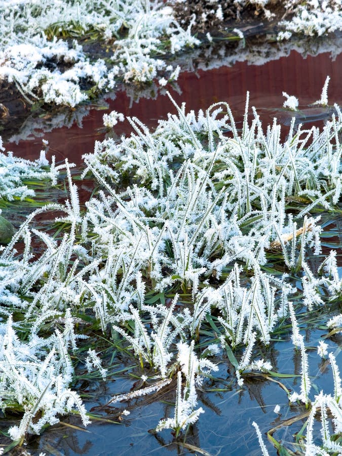 Grass Covered with Snowflakes on a Pond Close-up Stock Image - Image of ...