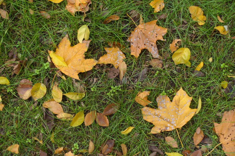 Grass Covered with Various Fallen Leaves in November Stock Photo ...