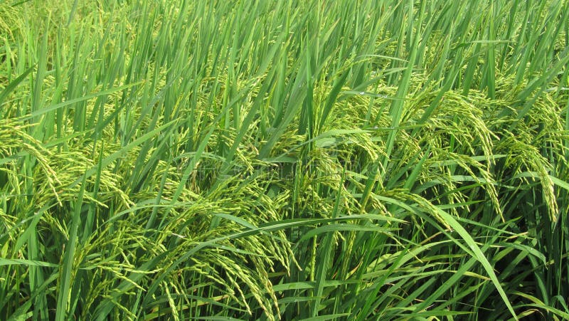 Grass, Crop, Agriculture, Grass Family Stock Photo - Image of grass ...