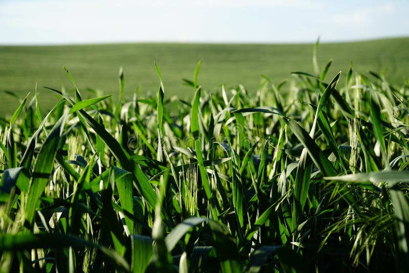 Grass, Crop, Field, Agriculture Picture. Image: 136081292