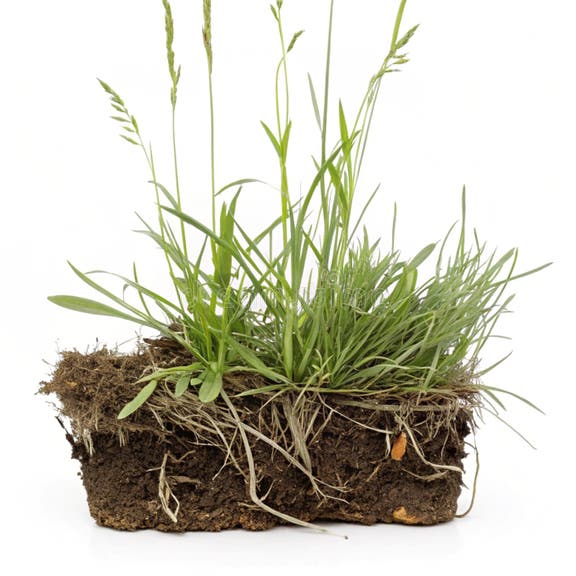 Grass Cross Section Isolated on Transparent Background Stock ...