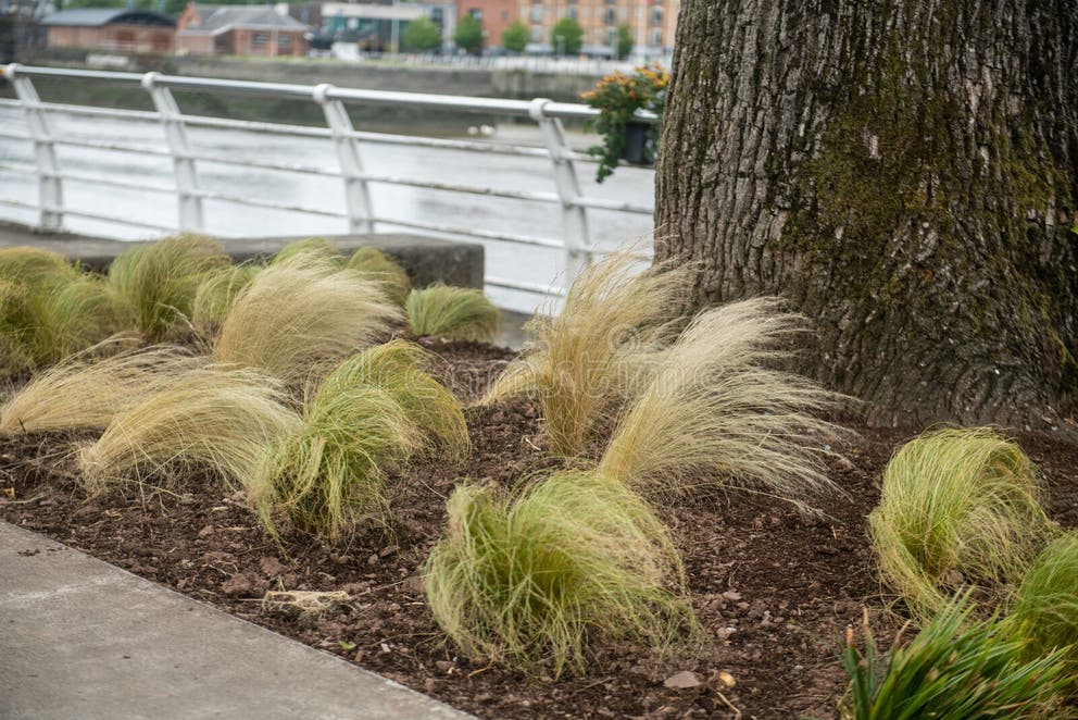 Grass on curse stock photo. Image of selective, pastel - 255749312