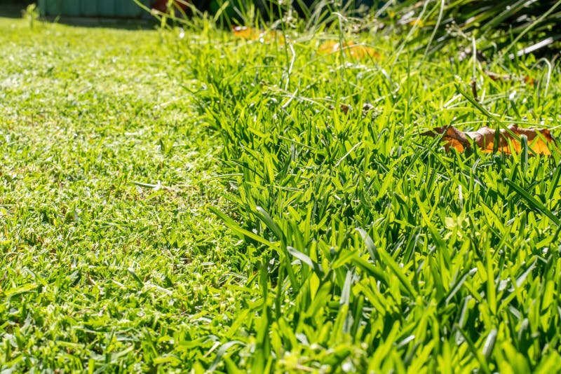 Grass Cut with Lawn Mower. Half of the Grass Trimmed and Half is Still ...