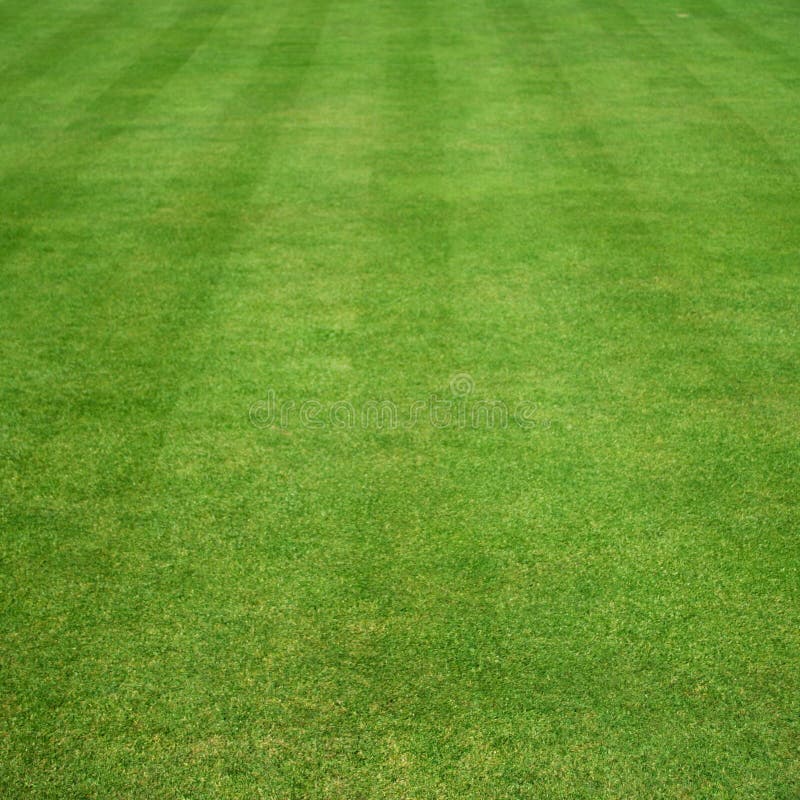 Grass stripes stock image. Image of sport, stripe, green - 24167973