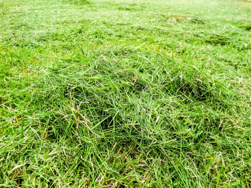 Grass cut texture stock photo. Image of meadow, fresh - 65556964