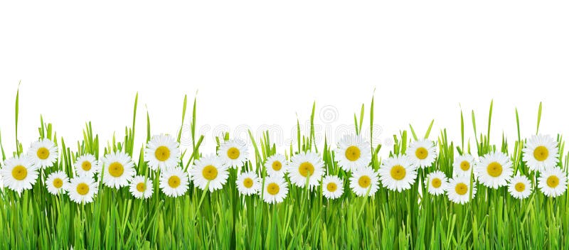 Grass and Daisy Flowers Row Stock Image - Image of garden, holiday ...
