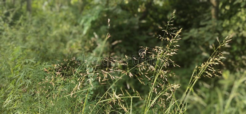 Grass in daylight stock image. Image of flower, plant - 182479619