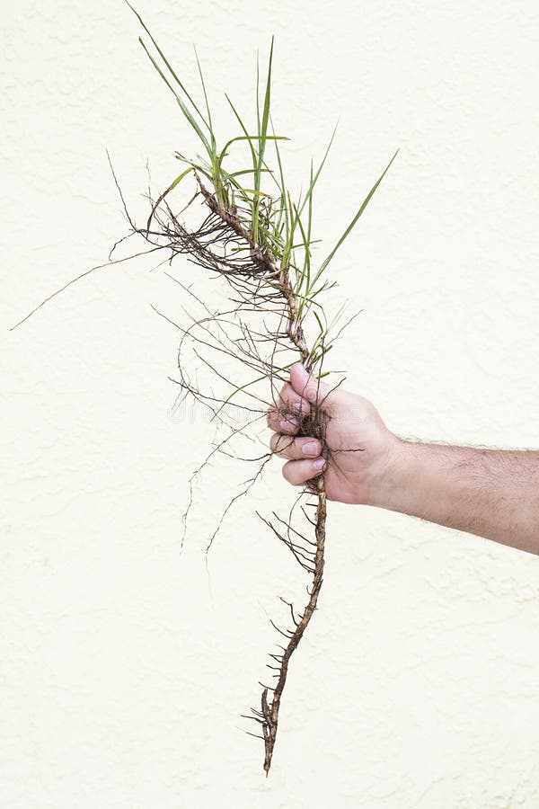 Deep Roots stock image. Image of shrub, park, haunted - 97022681