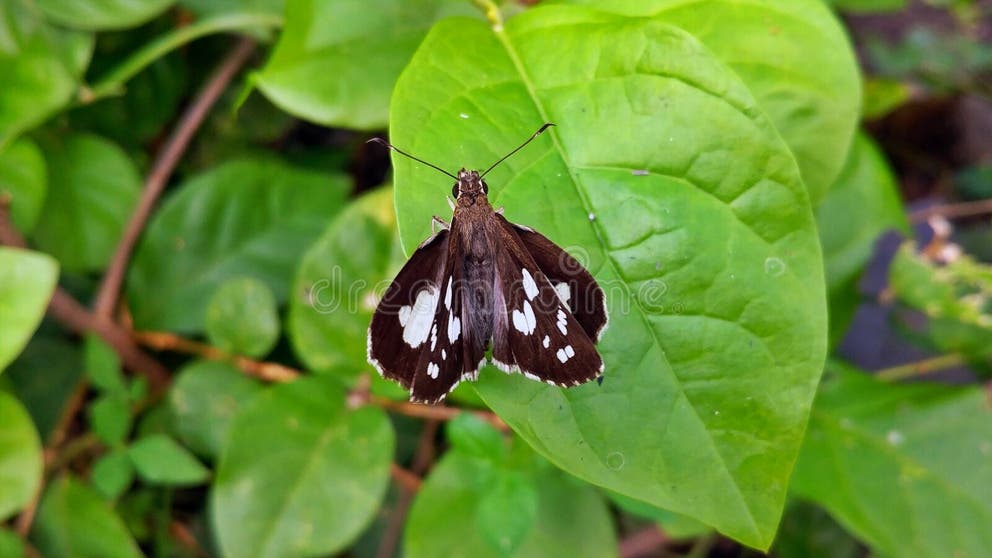 Grass Demon Butterfly Perched on Lush Greenery. Stock Photo - Image of ...