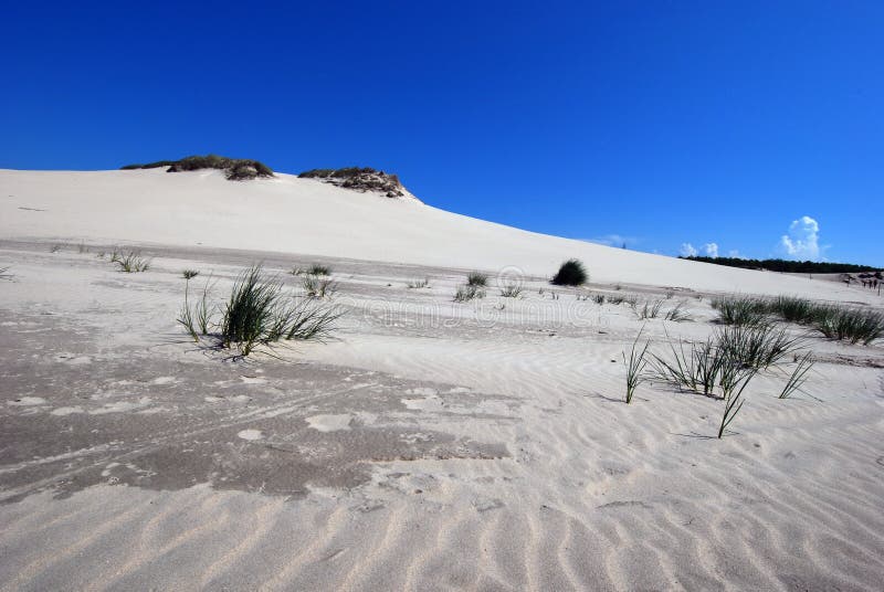 Grass On The Desert Picture. Image: 2639821