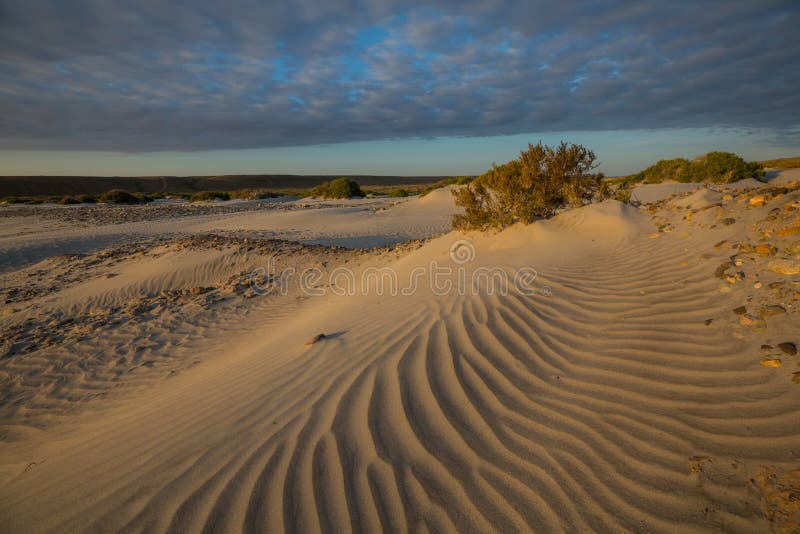 Grass in desert stock image. Image of independence, land - 266407875