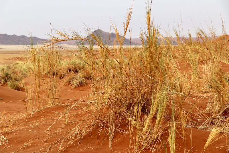 Desert Grass (Namibia) stock image. Image of dunes, southern - 18273393