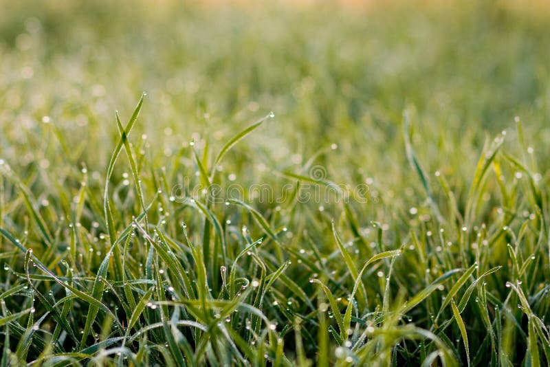 Grass Detail with Condensation Stock Image - Image of hope, drip: 8354853