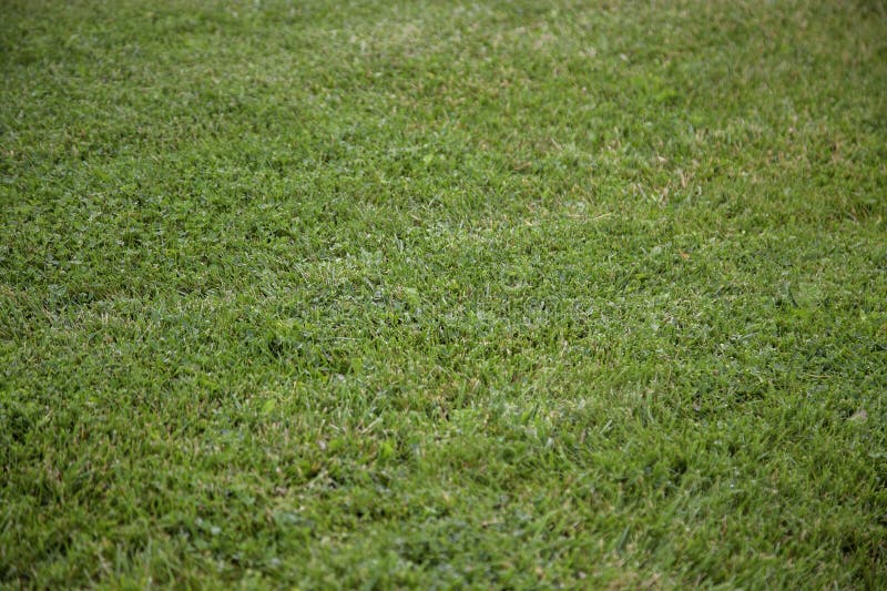 Grass detail in nature stock image. Image of organic - 269810017