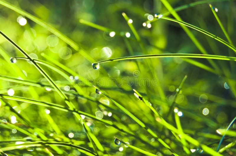 Grass with dew stock photo. Image of dewdrop, field, herb - 3082910