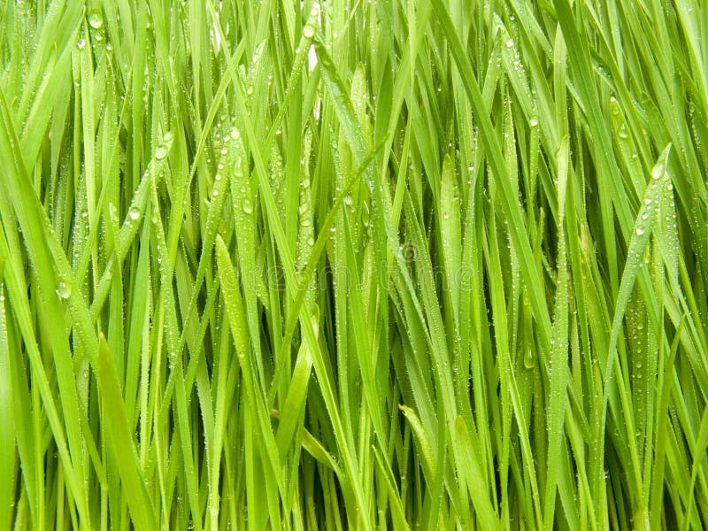 Grass and dew stock photo. Image of grass, outdoor, close - 3149594