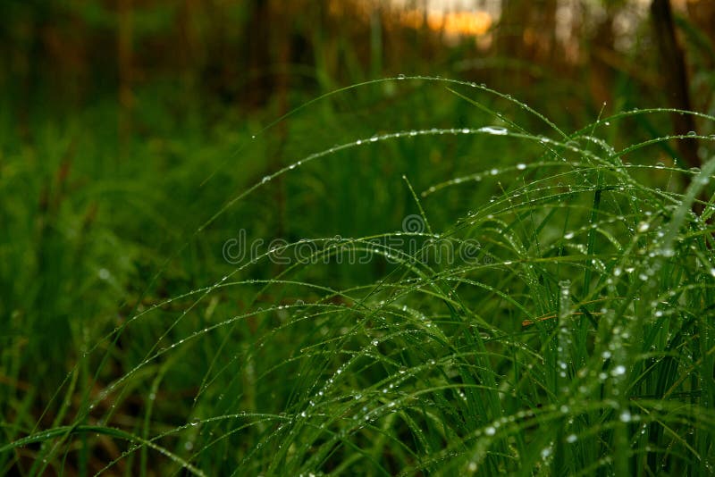 Grass in the Dew at Dawn in the Forest. Stock Photo - Image of ...