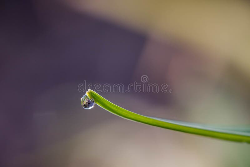 Dew Grass Dialogue Stock Photos - Free & Royalty-Free Stock Photos from ...