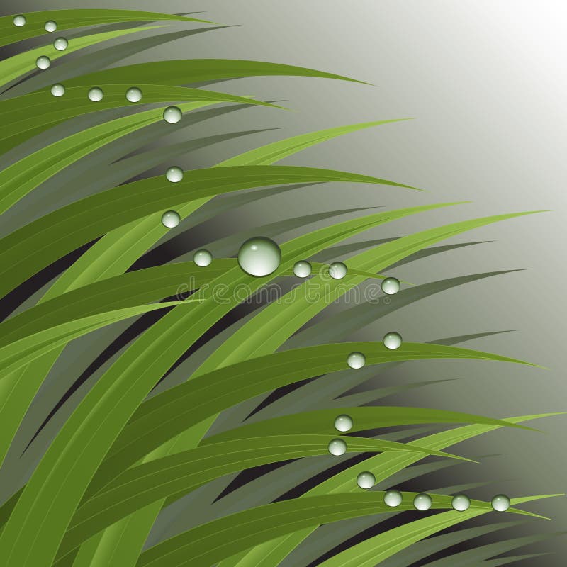 Fresh Grass Dew Drops Stock Illustrations – 369 Fresh Grass Dew Drops Stock Illustrations ...