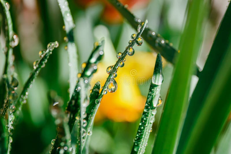 Grass Dew Drops for Wallpaper Design. Rain Backdrop. Leaf Pattern Stock ...