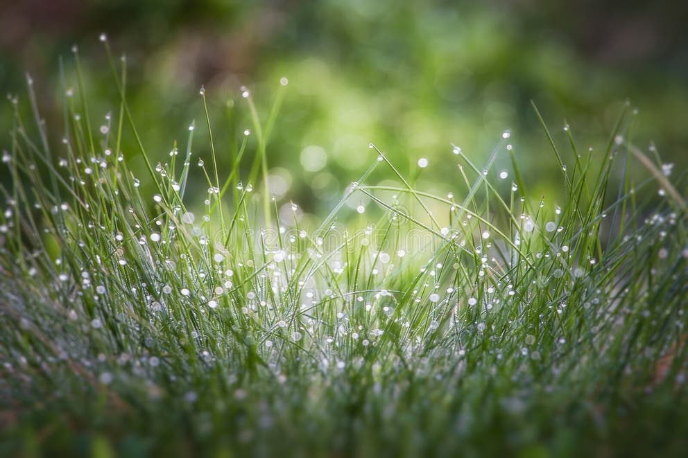 Grass in Dew, Morning Glow, Silver Dew Stock Image - Image of ...