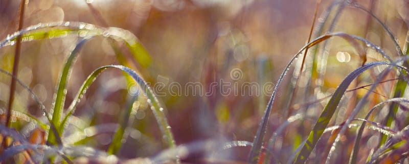 Grass and Dewy Plants with Nice Soft Artistic Bokeh Stock Image - Image ...