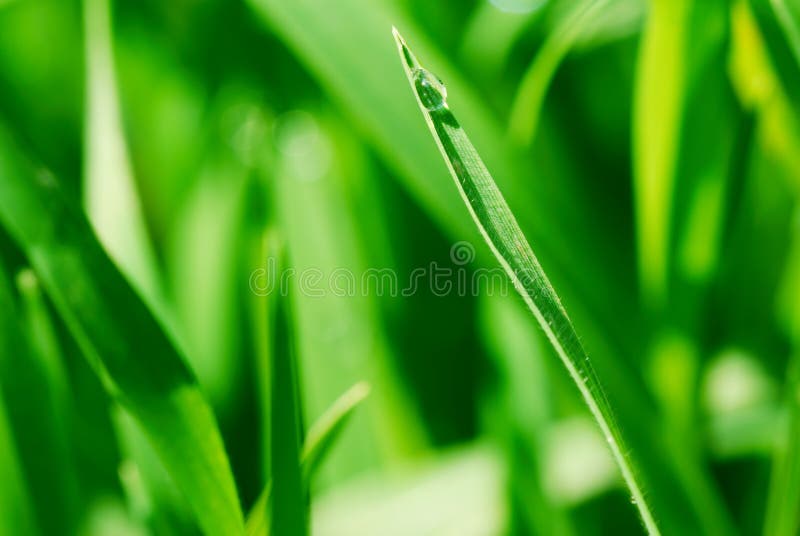 Grass and drop stock photo. Image of beauty, meadow, growth - 14205548