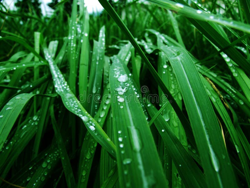 Grass & Drop 2 stock photo. Image of grass, drop, forest - 5903038