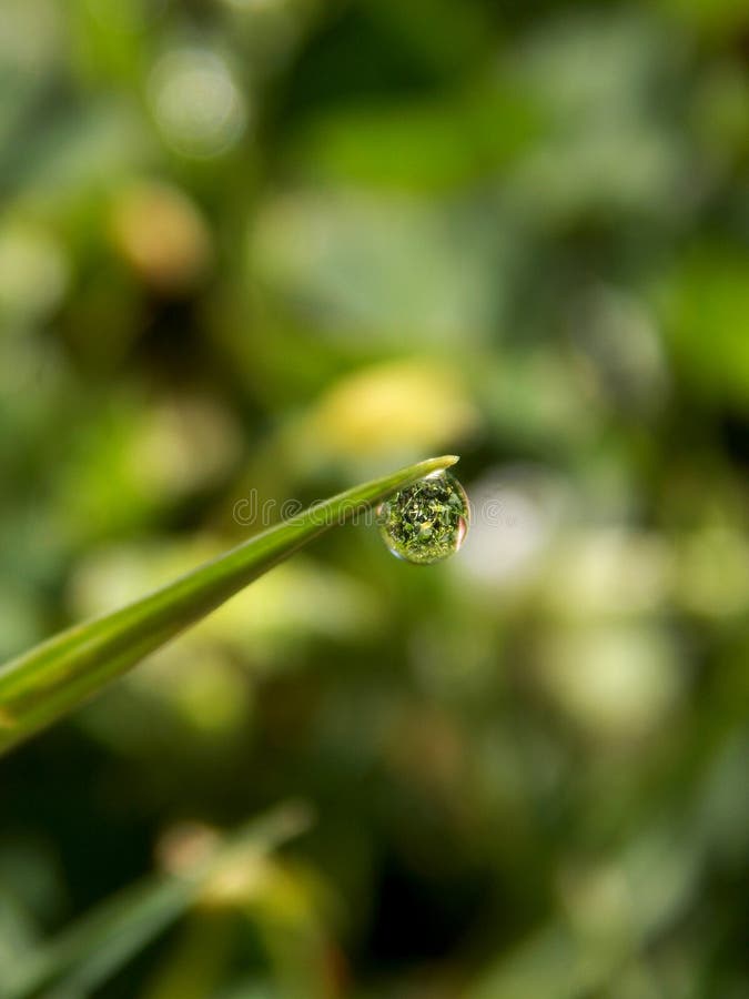 Grass and drop stock image. Image of damselfly, wildlife - 100273289