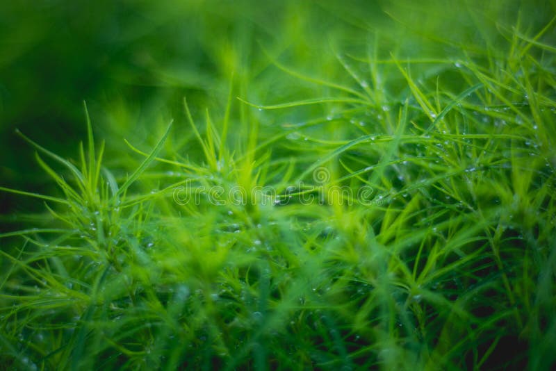 Grass. Drop stock image. Image of drop, grass, forest - 41150531