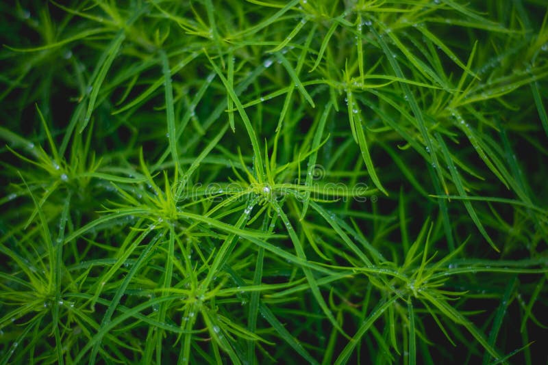 Grass. Drop stock photo. Image of grass, field, green - 41150538