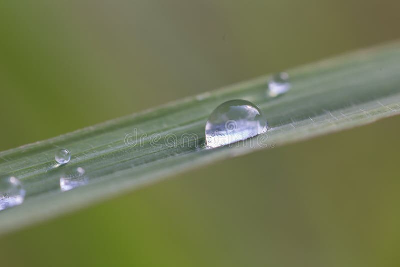 Grass Drop 1 stock photo. Image of nature, rain, edge - 81666316