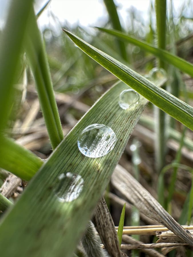 Grass with a Drop on a Leaf Stock Photo - Image of grass, lawn: 275382214